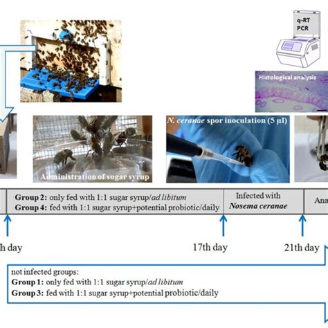 A Nosema Spp Infected Honey Bees Arrow Shows Midgut Of Bee B Download Scientific