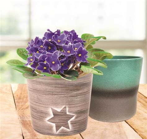 Ljubičica 1 Kom Ntl Akcija Njuškalo Katalozi