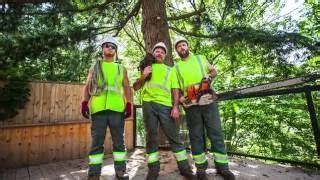 3 Best Tree Services In Hamilton ON Expert Recommendations