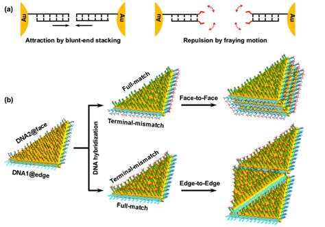 Directed Self Assembly Of Gold Nanotriangles Aunts Based On