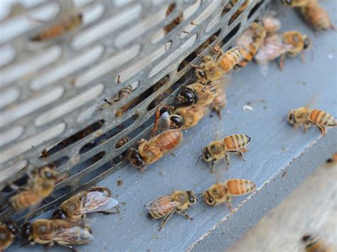 Artificial Insemination Of Queen Honey Bees