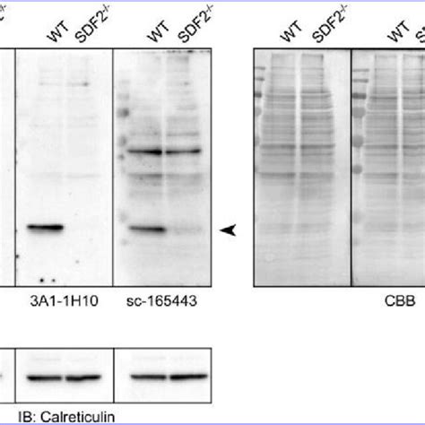 Immunoprecipitation Using Anti Sdf 2 Mabs With The Microsomal Fraction