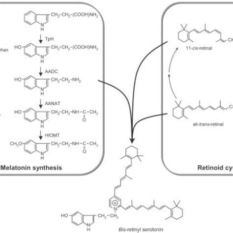 Daily Rhythm In The Serotonin → Melatonin Pathway In The Pineal Gland