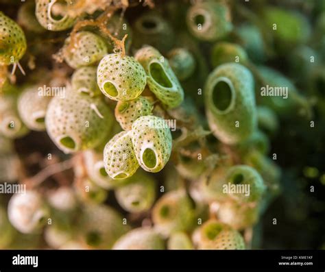 Sea Squirt Close Up Hi Res Stock Photography And Images Alamy