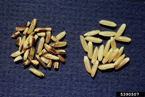 What Is Rice Kernel Smut Tips For Preventing Rice Kernel Smut