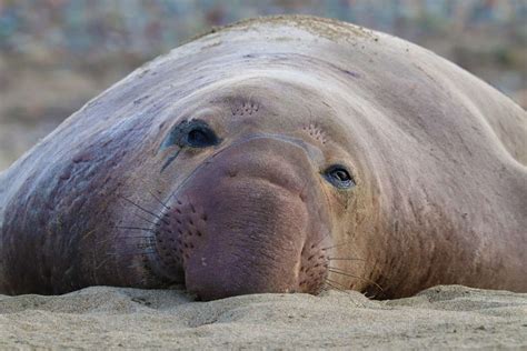 7 удивительных морских животных а вы таких знаете Телеканал «О