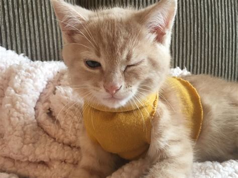 Arlo El Gato Con Jersey Que Ha Conquistado Internet