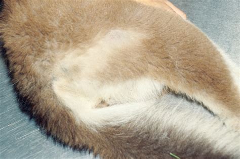 111 Canine Follicular Dysplasias Small And Large Animal Dermatology