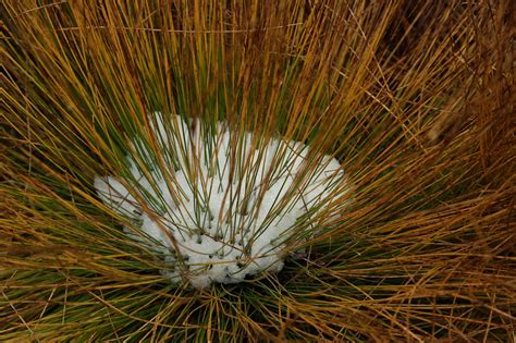 Tuft Of Grass Clipart Jpeg