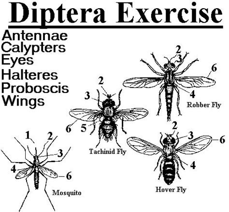 Image From Ag Entomology Ythfacts 4h Unit3 Dipterex  Diptera Order