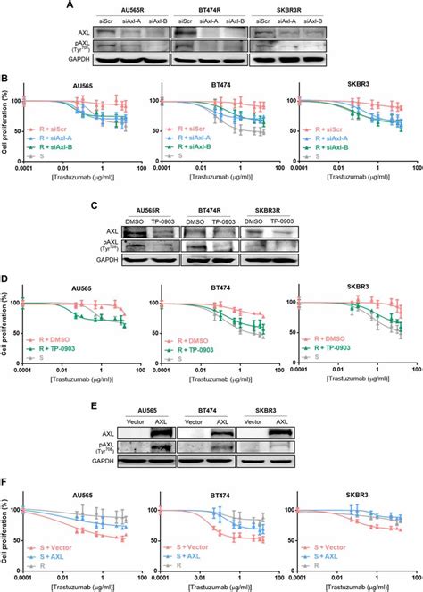 Axl Has A Role In Trastuzumab Response In Her2 Bc Cell Lines A Download Scientific Diagram