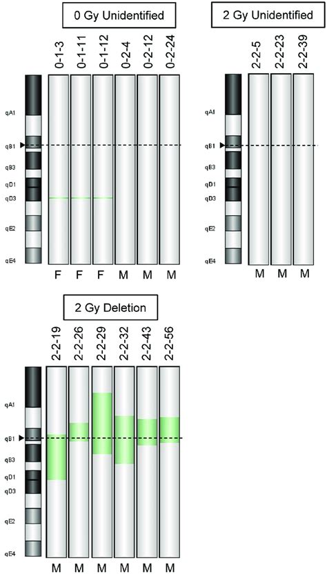 Array Cgh Analysis Of Small Intestinal Tumors Of B6b6 Chr18 Msm F1 Download Scientific