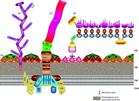 Schematic Representation Of The Cell Surface Macromolecular Structures Download Scientific