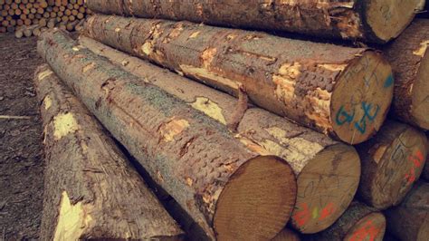 Log Cutting Holdes Horehron Forest And Timber Company Sro Log Cutting Holdes Horehron Forest And Timber Company Sro