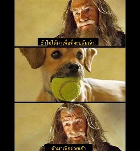 นายแมวพเนจร น้อนนน ก็บอลมันติดปากใช่ไหมละ จะเอาออกให้