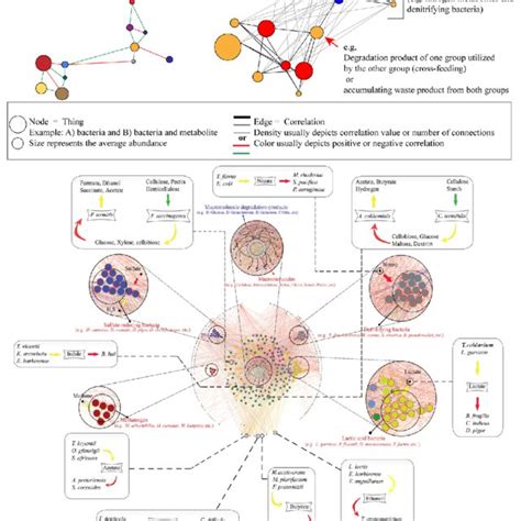 Flavors Of Network Analyses Used To Infer Bacteria Interaction Download Scientific Diagram