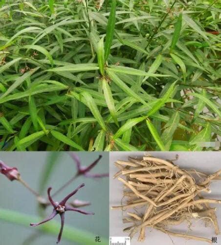 白前图片 白前的功效与作用 古中药养生网