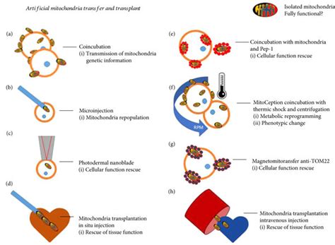 Artificial Mitochondria Transfer Amt And Transplant Different Download Scientific Diagram