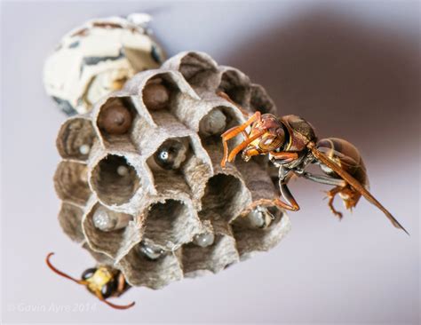 Wildlife Of The Hunter Valley Paper Wasps