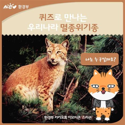 릴리슈슈 On Twitter 스라소니 Rt Mevpr [퀴즈로 만나는 생물다양성] 고양이보다 짧고 뭉툭한 꼬리가 특징이며