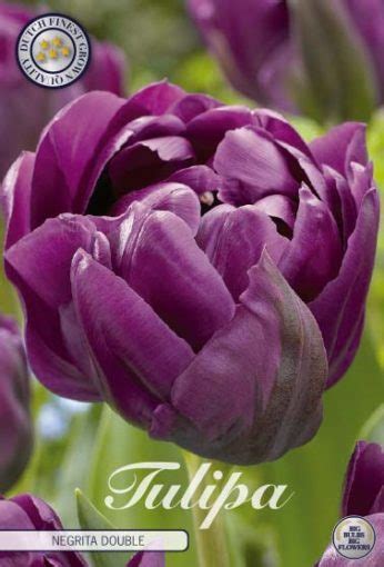 Purple Tulip Bulbs - Negrita Double