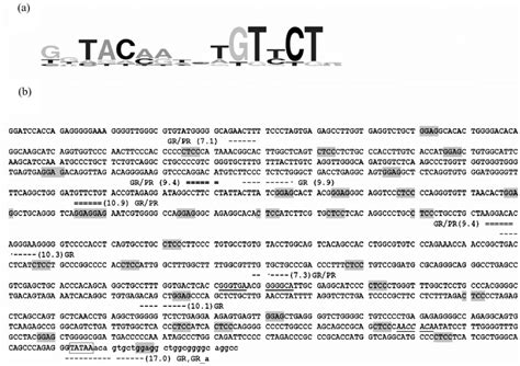 Potential Glucocorticoid Progesterone Receptor Gr Pr Respectively