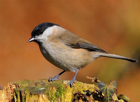 a small bird perched on top of a tree stump in front of an orange ...