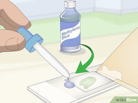 Image Titled Prepare Microscope Slides Step 11 Microscope Activity Microscope Slides Methylene