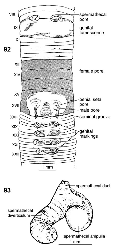 Diplotrema Retractata Segmented Worms Wiki Fandom