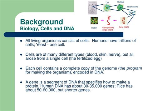 Ppt Introduction To Bioinformatics Microarrays1 Microarray Technology Powerpoint Presentation