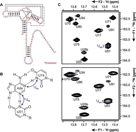 A Secondary Structure Of The 127 Nt Adenine Sensing Riboswitch In The Download Scientific