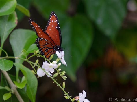 Random Flutter Bys 2