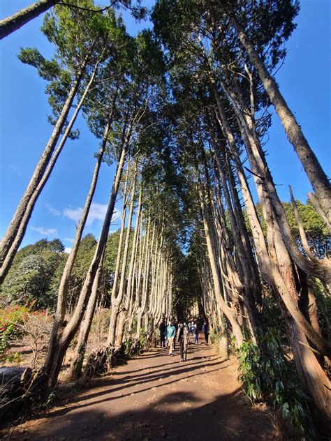 제주도여행 안돌오름 비밀의 숲 구좌읍 편백나무 숲길 산책 네이버 블로그