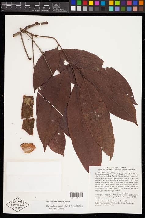 How To Propagate Dacryodes Negrensis Propagate One