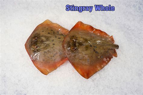 String Ray Small Whole Ocean Exotic Fish
