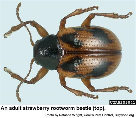 Strawberry Rootworm On Ornamentals Nc State Extension Publications