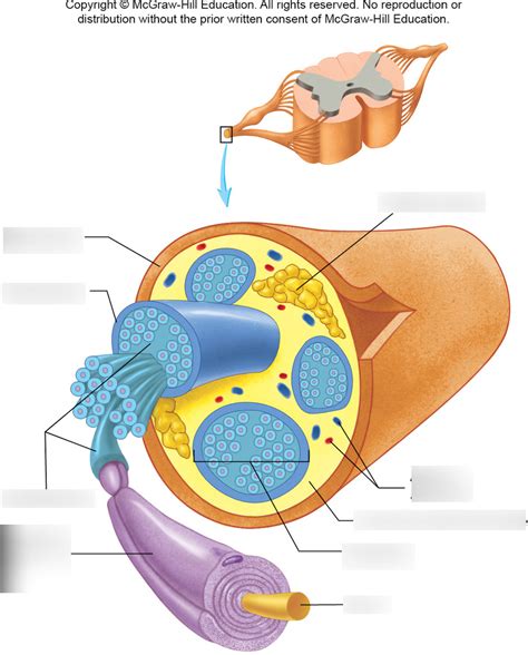 Structure Of A Nerve Diagram Quizlet