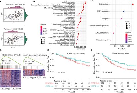Functional And Pathway Enrichment Analysis Of Cbx2 In Tcga Sarcoma Download Scientific Diagram