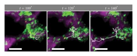 Cellular Fragmentation Of A Dying Hmsc Followed By Phagocytosis Of Download Scientific Diagram