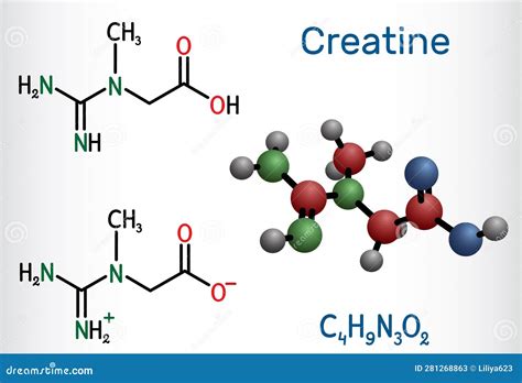 Creatine Molecule Molecular Chemical Structural Formula And Model Vector Illustration