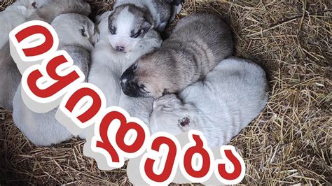 იყიდება ქართული ნაგაზის ლეკვები ხოდა X აფინა 😈 ქართული ნაგაზების ძაღლსაშენი 🇬🇪 Youtube