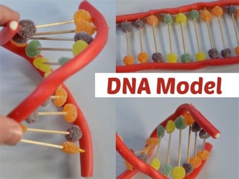 Candy DNA Model Science Sparks