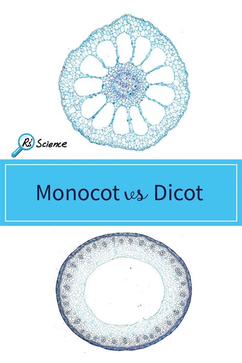 Monocot Vs Dicot Plants Microscope Activity Homeschool Science Things Under A Microscope