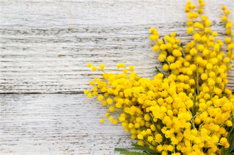카피 스페이스와 흰색 나무 배경에 노란색 봄 꽃 미모사의 가지 0명에 대한 스톡 사진 및 기타 이미지 0명 3월 8 Istock
