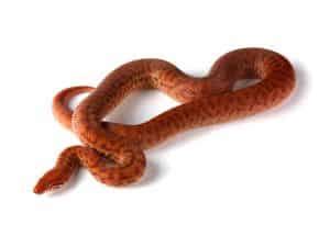 Pygmy Python Antaresia Perthensis ReptileTalk NET