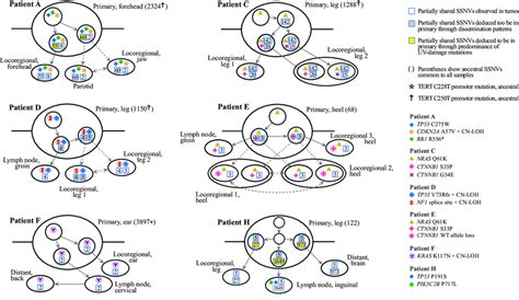 Metastases Depart The Primary Melanoma In Parallel From Genetically