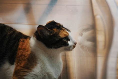 Is Catnip Bad For Cats What Can I Use Catnip For