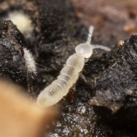 Springtail Bugguidenet