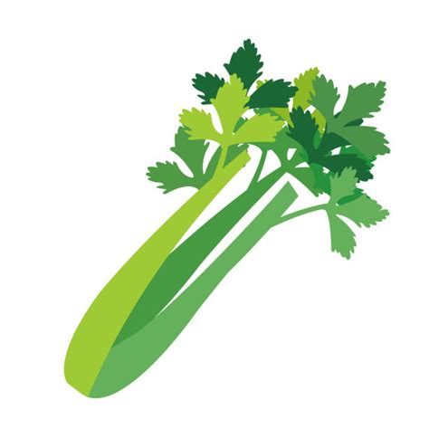 Celery Illustrations Royalty Free Vector Graphics And Clip Art Istock