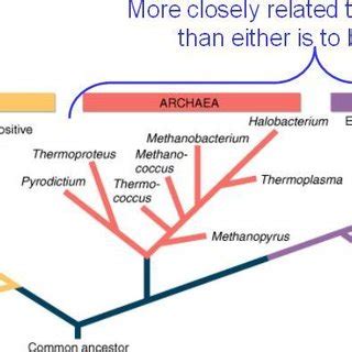 Archaea Structure Characteristics Domain Sciencing
